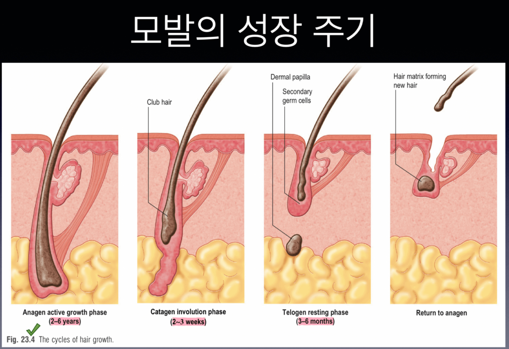 Forehead Lift: Costs, Recovery, And Expert Tips For Optimal Results ...
